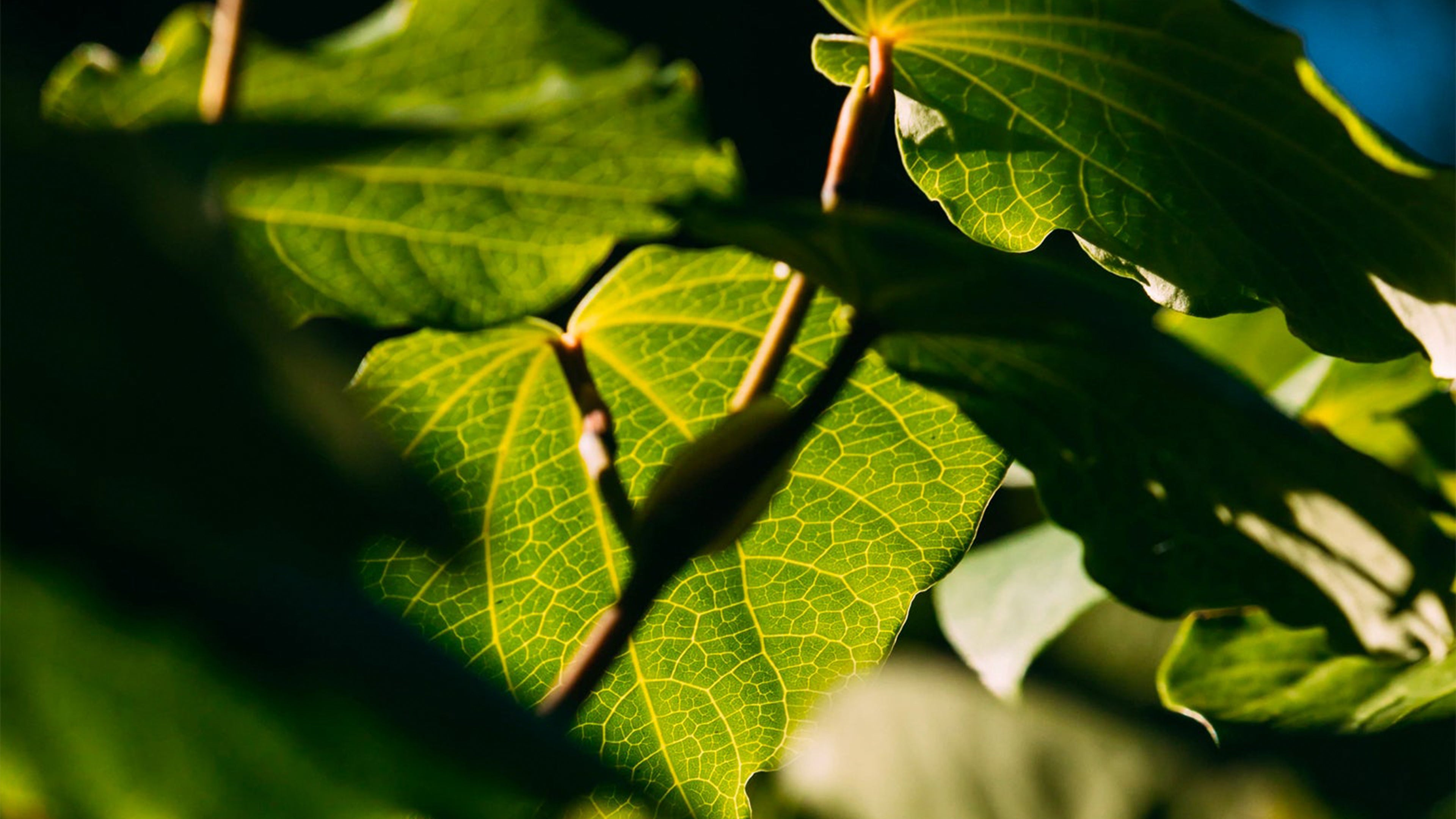 The Many Benefits of NZ's Kawakawa plant – HoneyVet